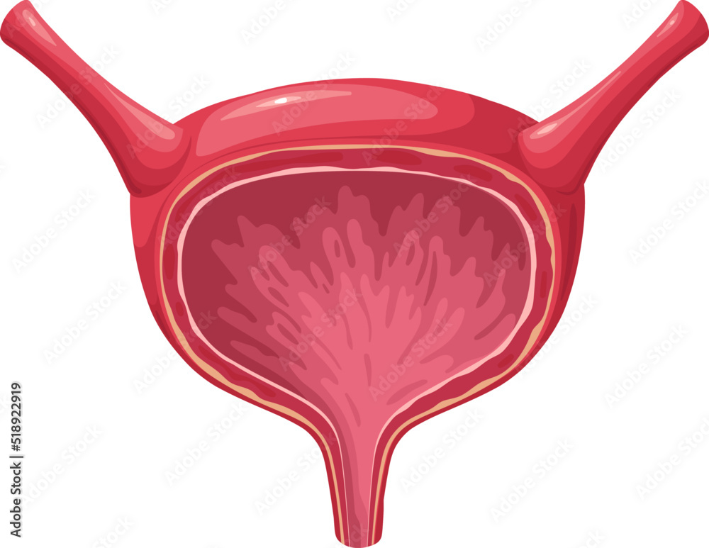 Urinary bladder vector illustration. Cartoon isolated healthy empty ...