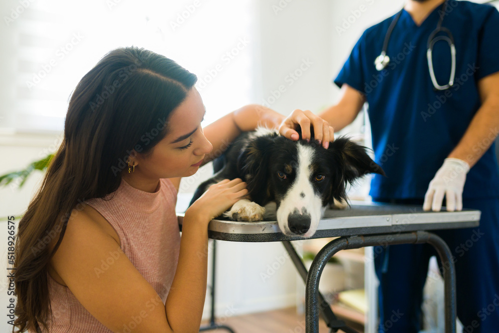 Sad dog owner petting her sick border collie dog at the vet Stock Photo ...