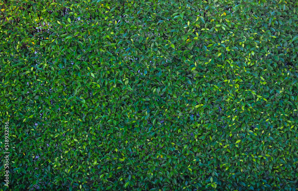 lush green leaves vertical plant garden backdrop background Stock Photo ...