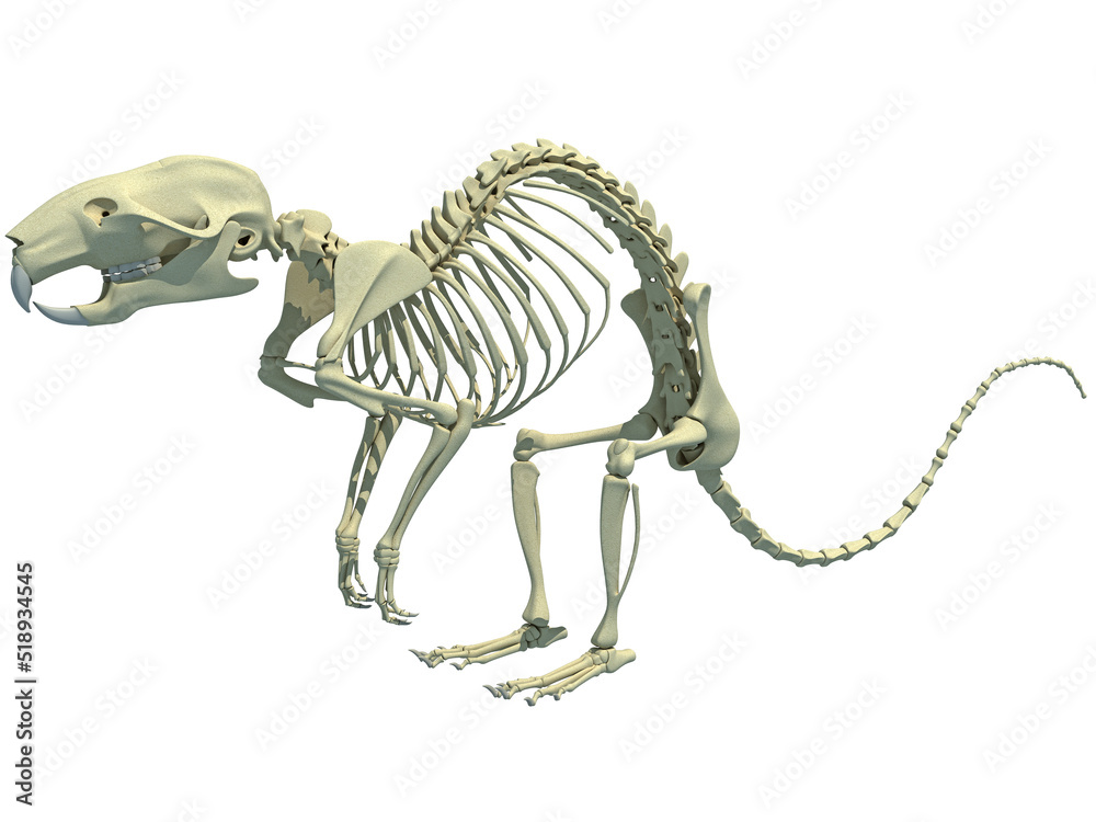 Rat Skeleton anatomy 3D rendering Stock Illustration | Adobe Stock