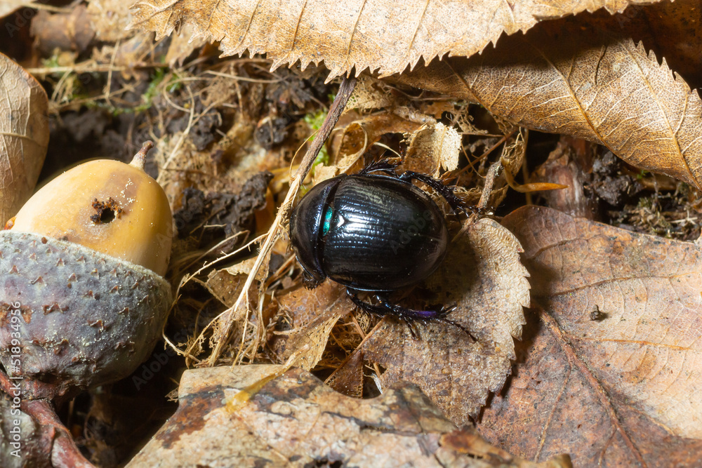 Forest beetle, Anoplotrupes stercorosus, a species of dung beetle and ...