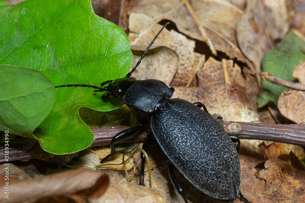 Carabus coriaceus is a species of beetle widespread in Europe, where it ...