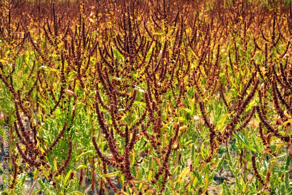 Rumex crispus, especie de planta herbácea del género Rumex de la ...