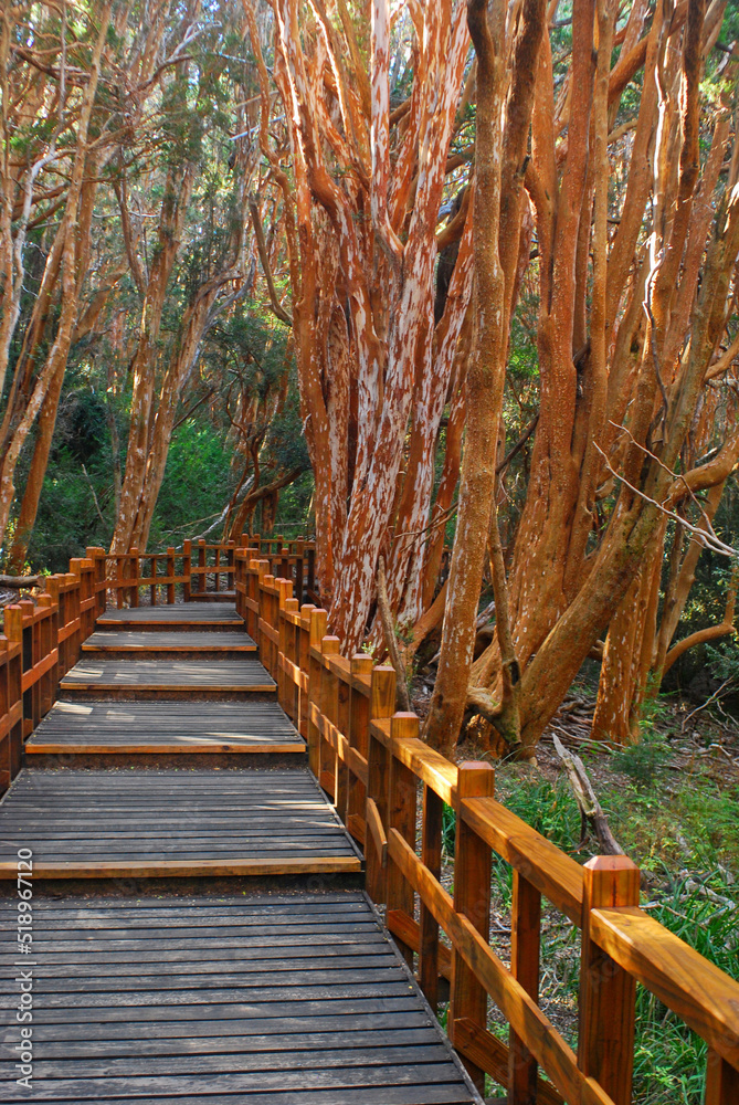 Wooden trail in Arrayanes National Park, Villa la Angostura, Argentina ...