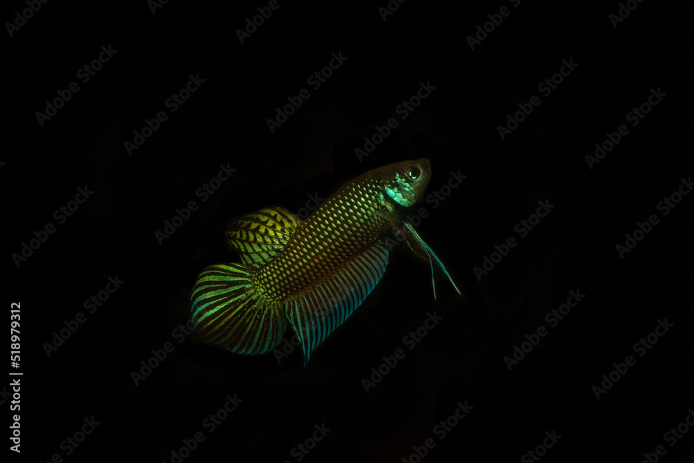Siamese fighting fish, Wild betta mahachaiensis, betta mahachai, wild ...