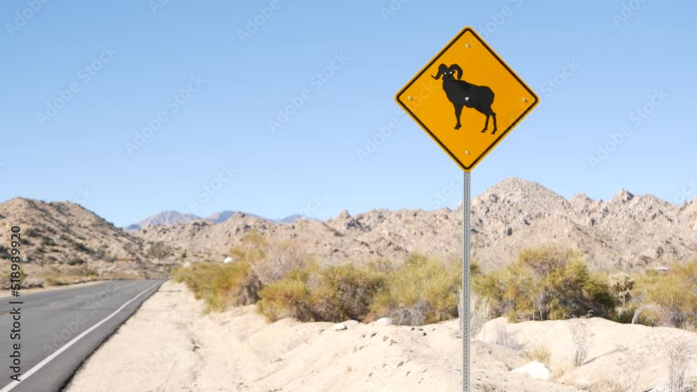 Bighorn sheep, ram crossing warning yellow sign, California USA. Wild ...