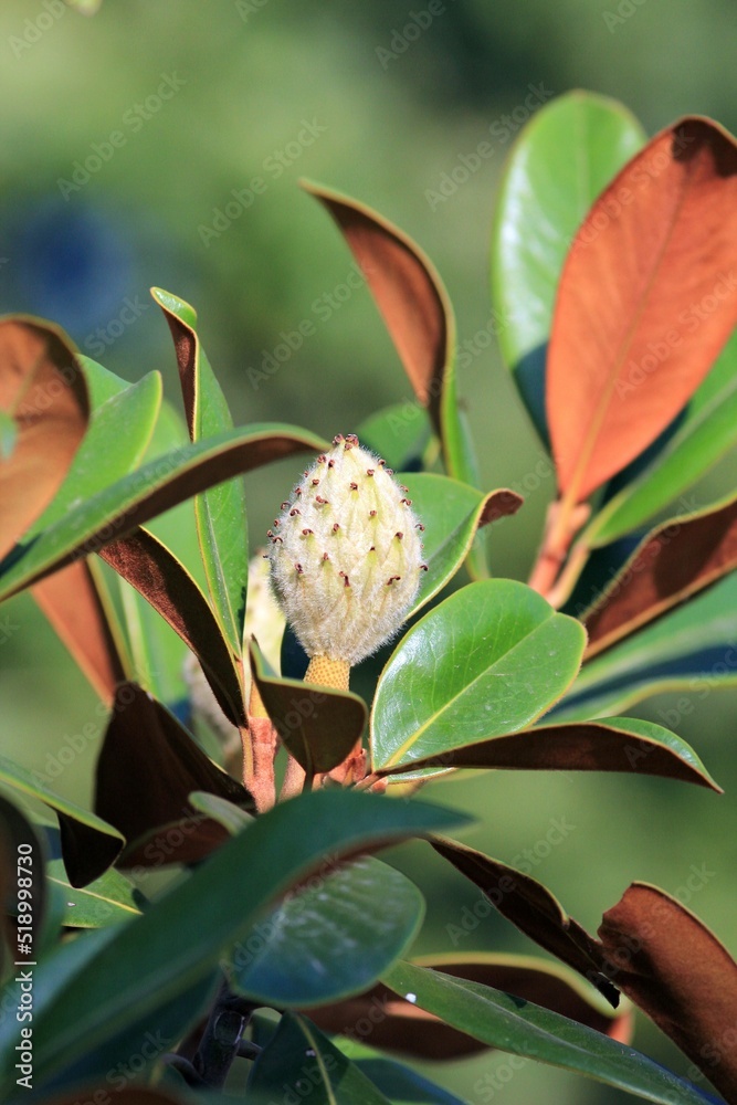 the ripening fruit of Magnolia grandiflora in close-up on a blurry ...