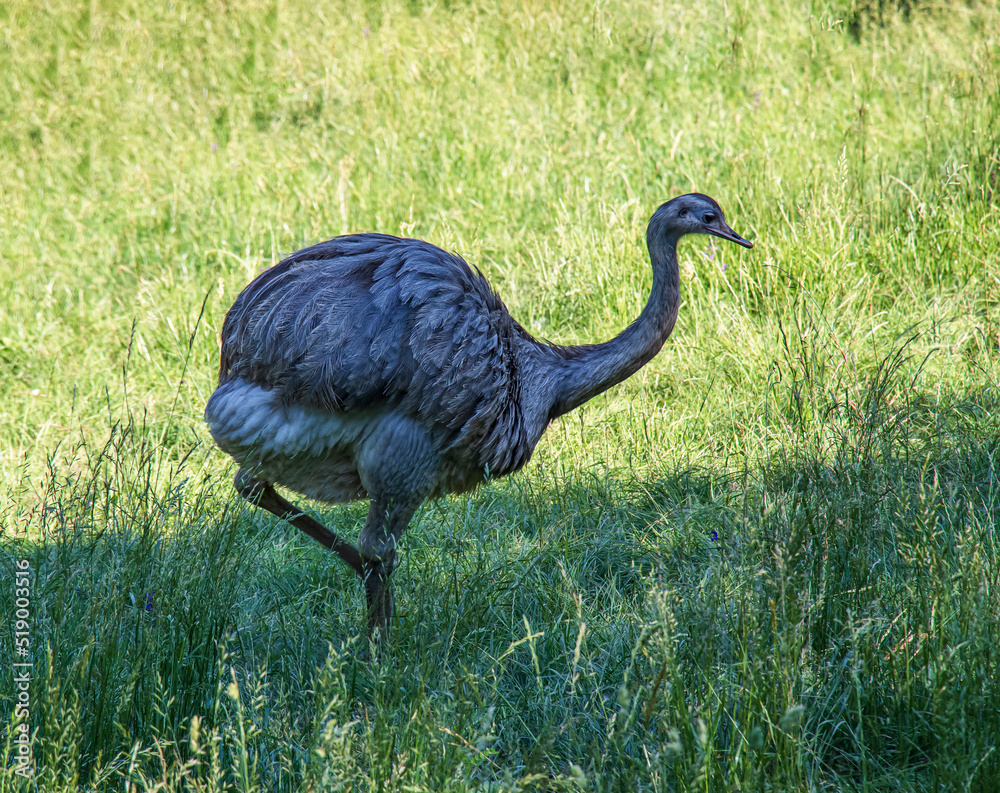 Darwin's rhea, Rhea pennata also known as the lesser rhea. It is a ...