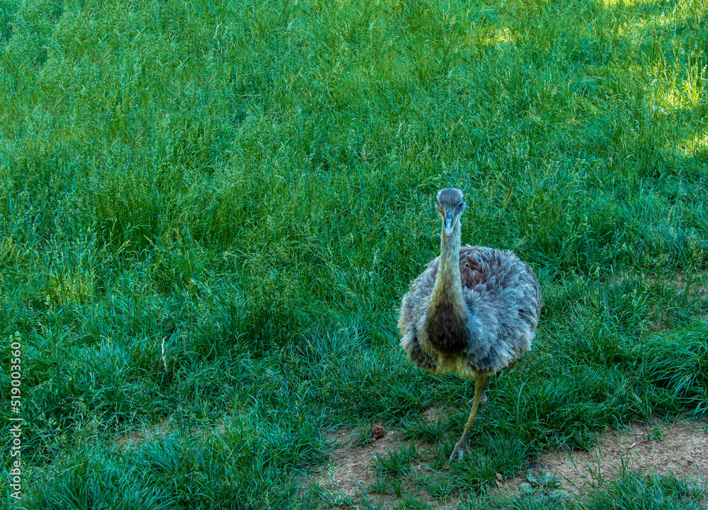Darwin's rhea, Rhea pennata also known as the lesser rhea. It is a ...