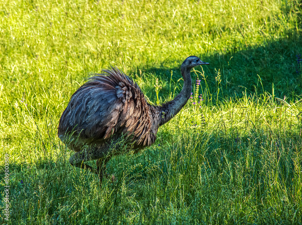 Darwin's rhea, Rhea pennata also known as the lesser rhea. It is a ...