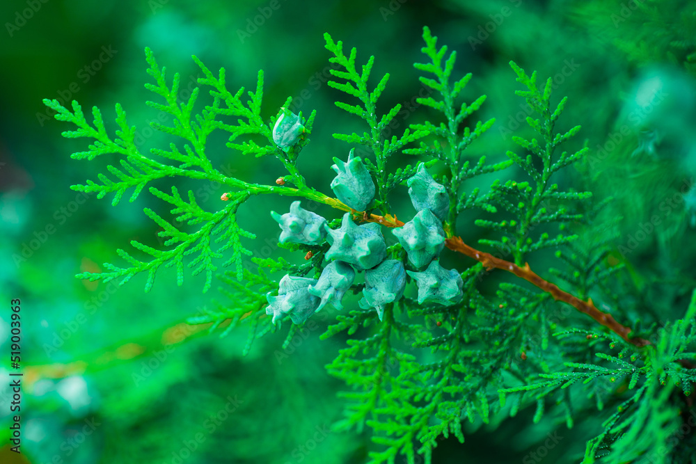 Stockfoto Immature seed cones of platycladus orientalis, also known as ...