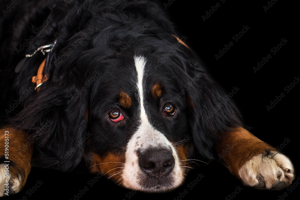 Bernese mountain dog lying with red eyes on a black background. studio ...