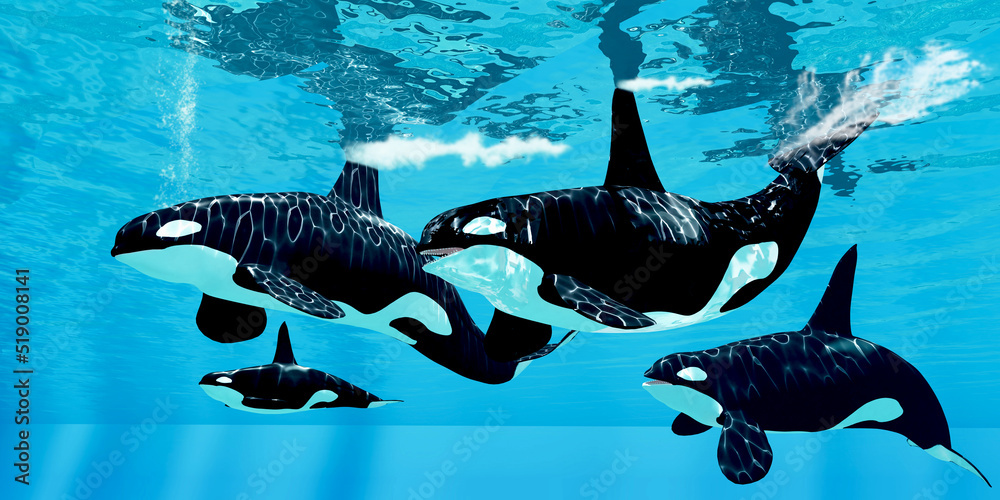 Orca Pod Hunting A Family Pod Of Orca Killer Whales Swim Together In Orca Pod Hunting A Family Pod Of Orca Killer Whales Swim Together In