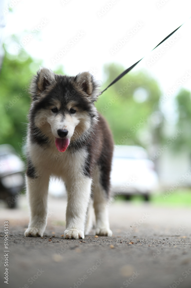 Siberian husky dog standing. Lovely Puppy of husky. Puppy Dog ...