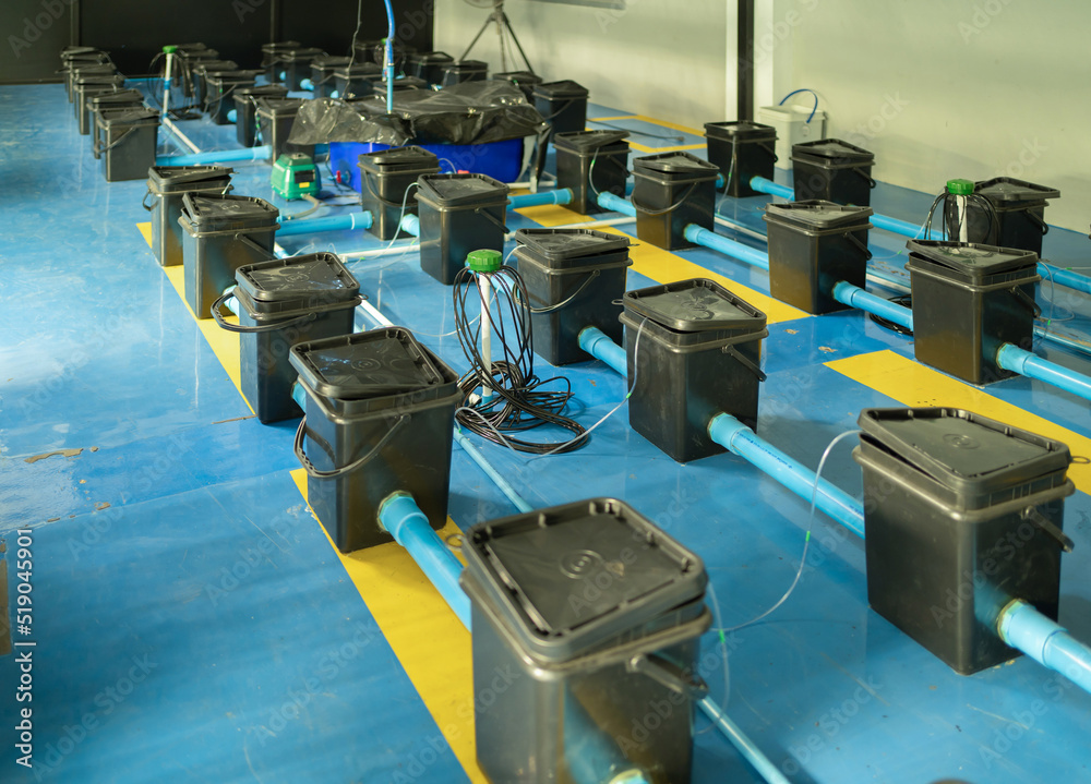 Marijuana, hemp or cannabis plant leaves farm lab. Organic product in ...