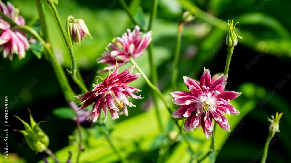 Columbine. Nora Barlow Columbine. Aquilegia common stellate burrow ...