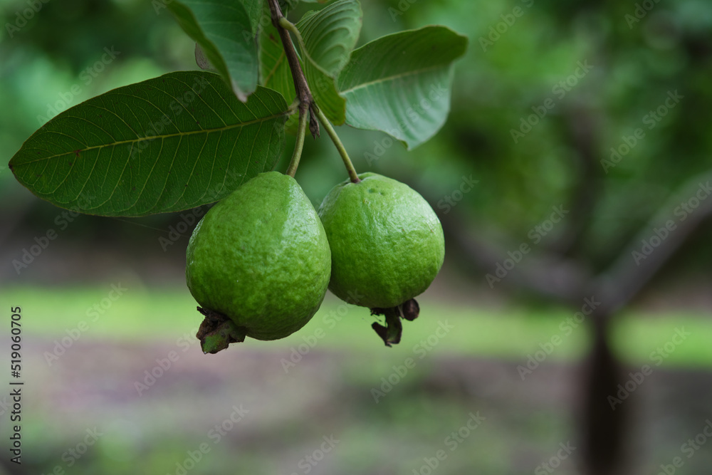 Organic guava fruit. green guava fruit hanging on tree in agriculture ...