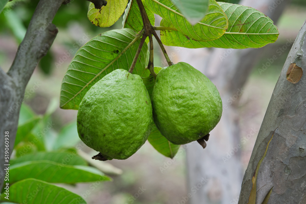 Organic guava fruit. green guava fruit hanging on tree in agriculture ...
