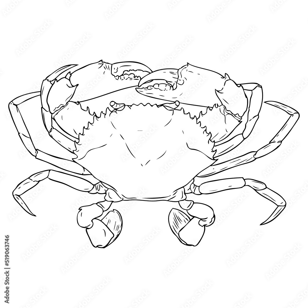 crab outline vector illustration Stock Vector | Adobe Stock