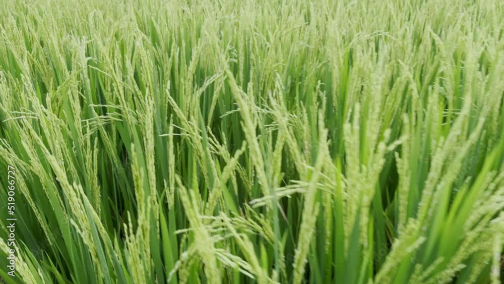 Movement along the green tops of rice stalks swaying in the wind in the ...