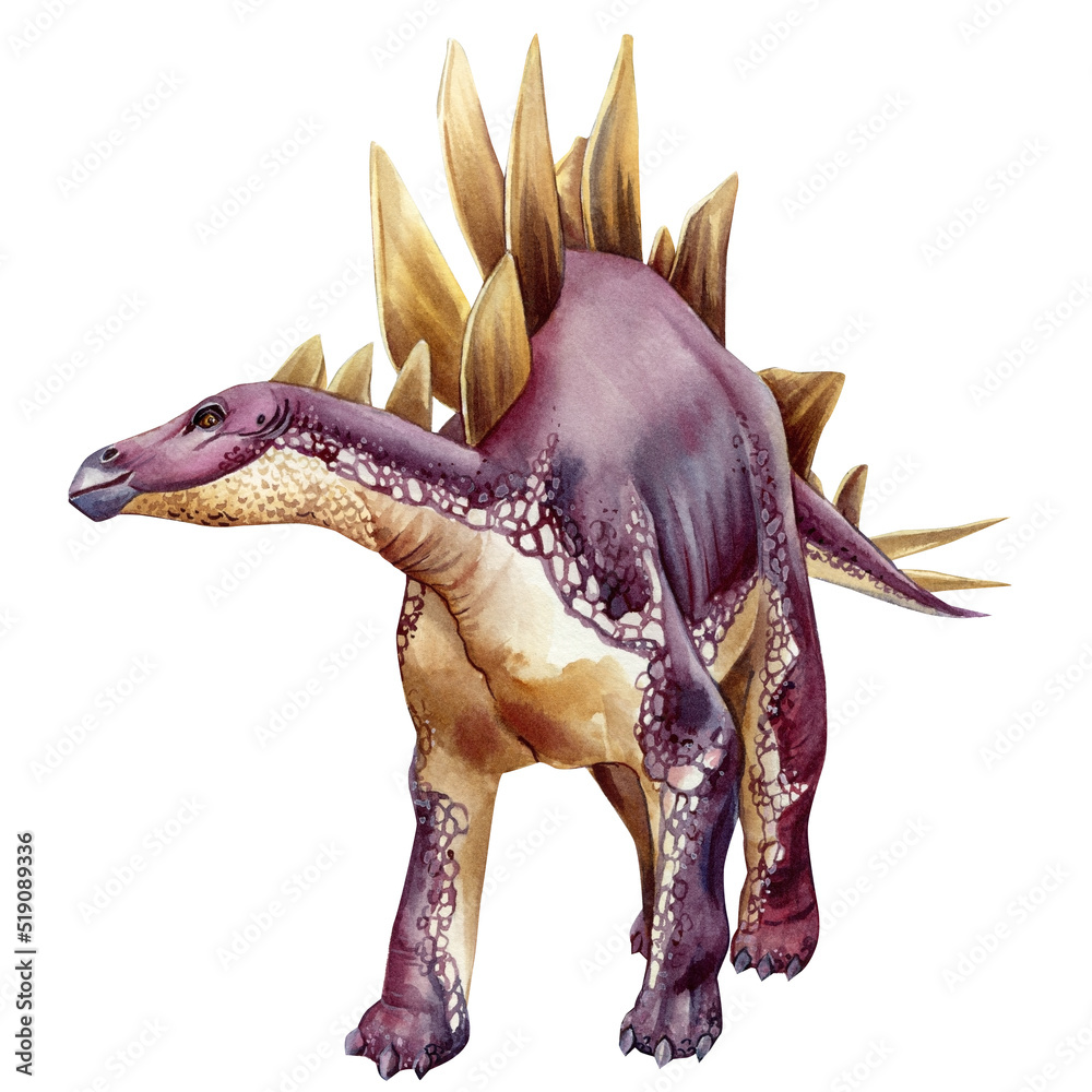 Stegosaurus illustration. Watercolor realistic dinosaur isolated on ...