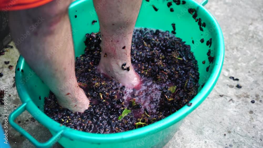 Vidéo Stock Grape-treading or grape-stomping in traditional winemaking ...