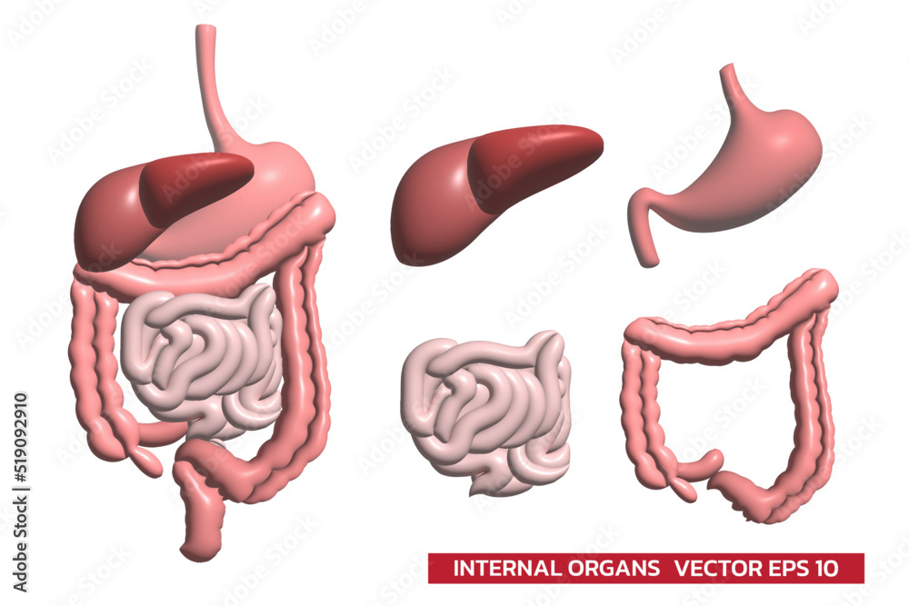 Digestive system function internal organs graphic 3d isolated on white ...