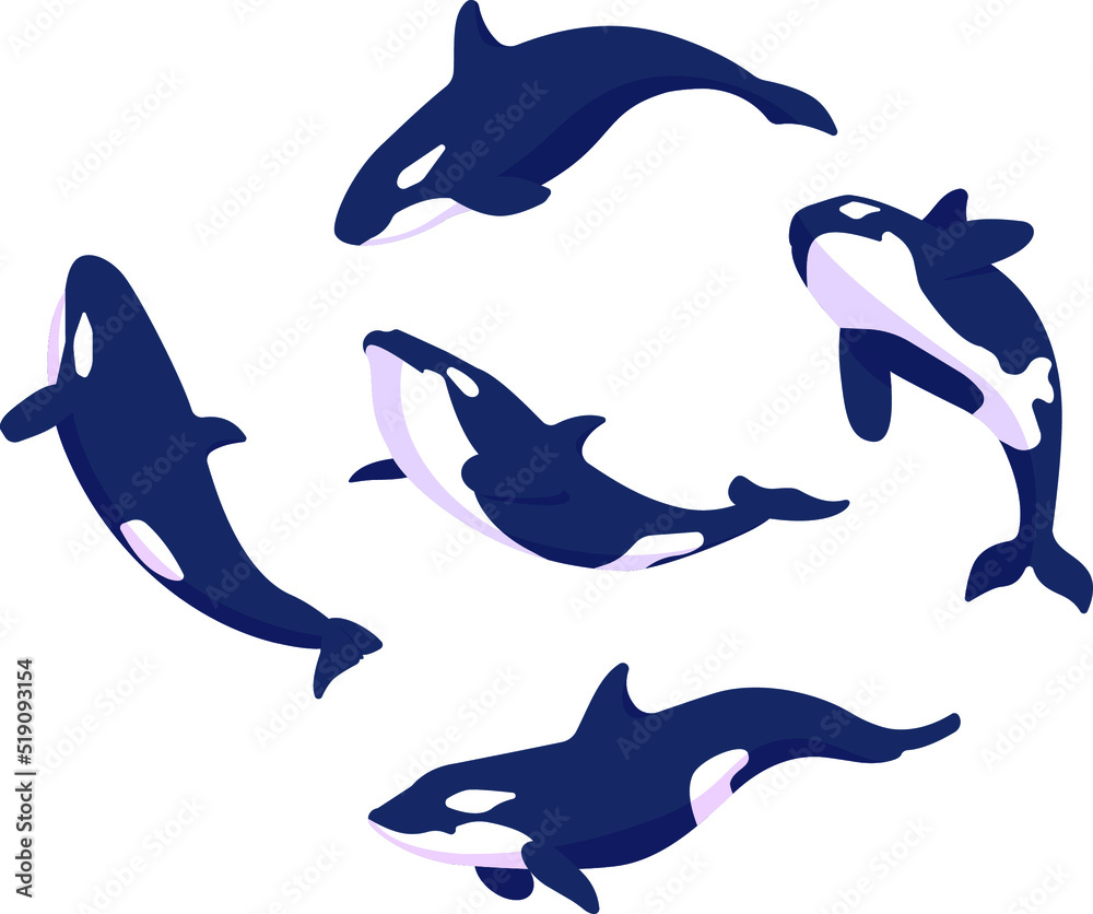 Vector set of orca whales, killer whale Stock Vector | Adobe Stock