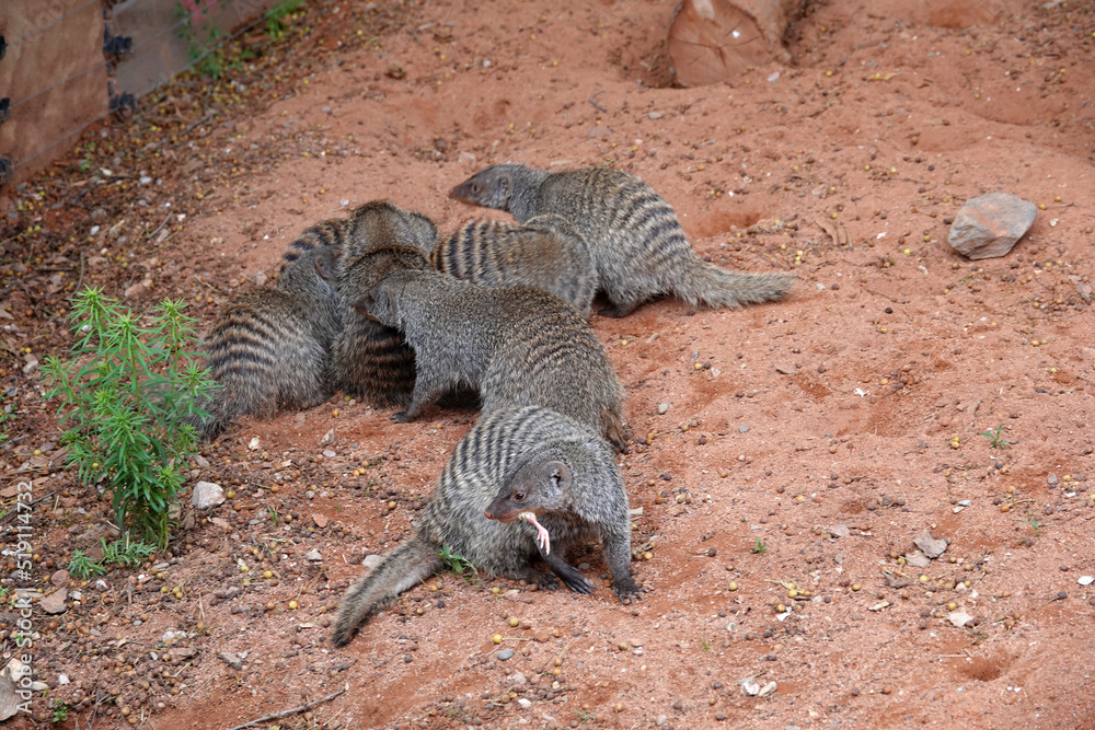 Zebramangusten bei der Fütterung im Tierpark Stock Photo | Adobe Stock