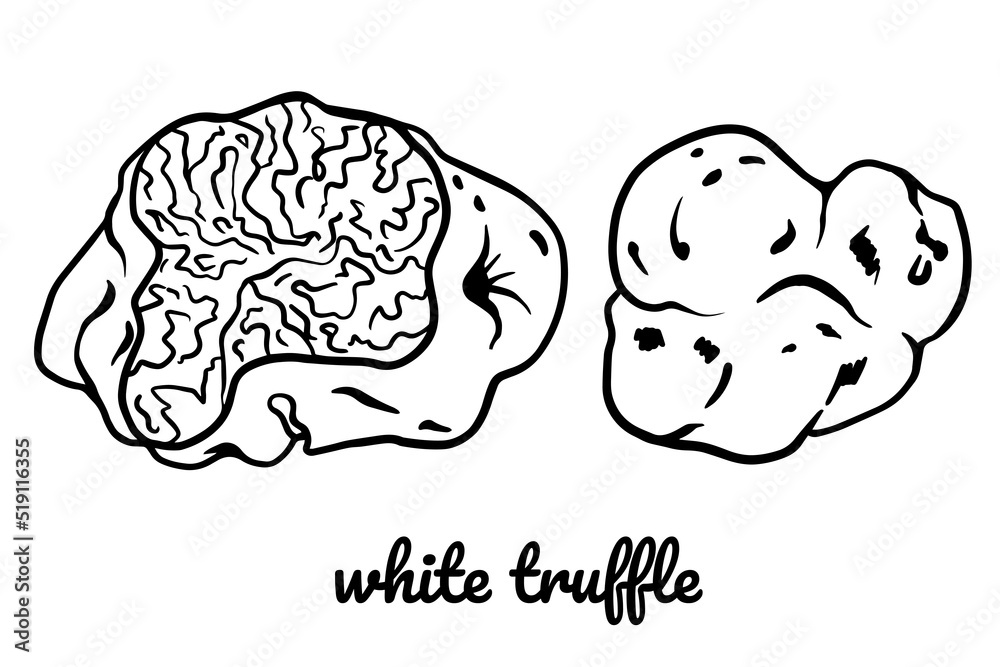 White truffle line art. Vector mushroom illustrations isolated on white ...