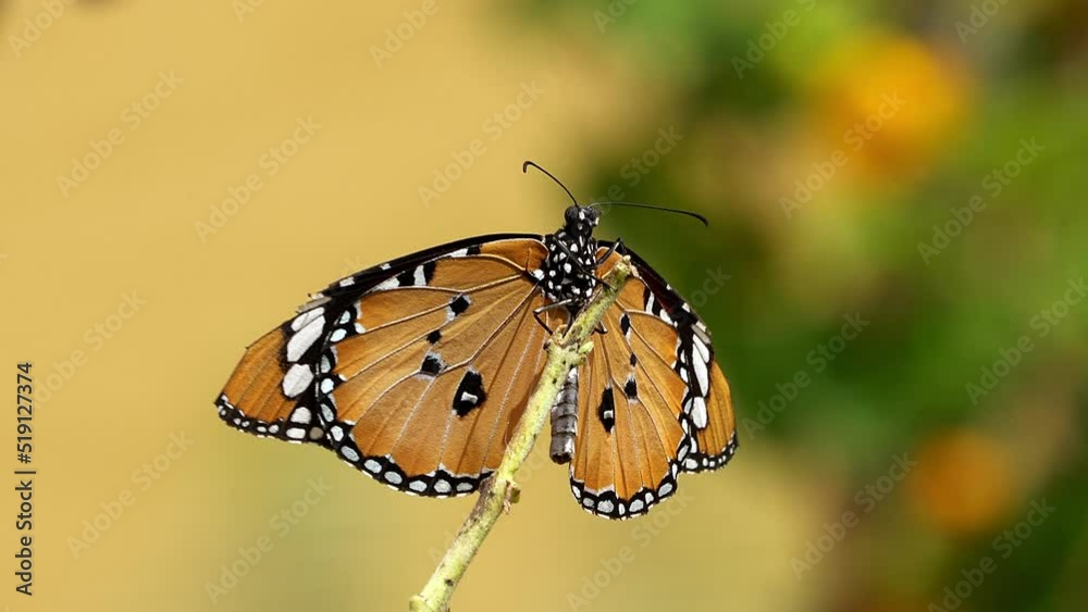 African monarch butterfly (Danaus chrysippus) also known as the plain ...