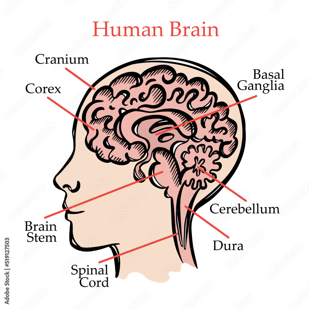 HUMAN BRAIN SCHEME General Layout Chart Of Partitions Of The Human ...