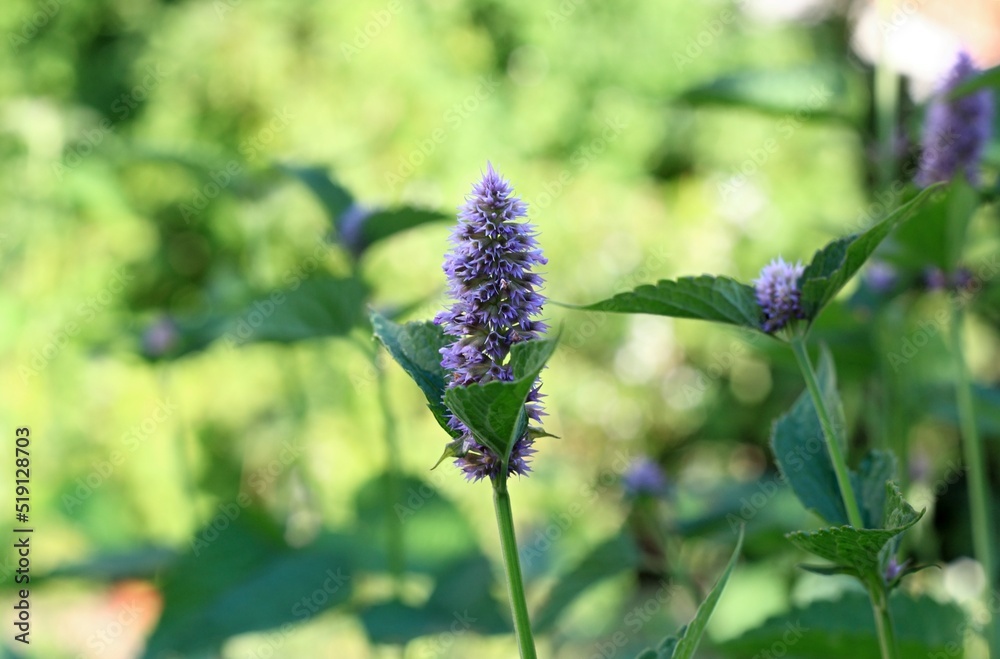 Agastache foeniculum, also called giant hyssop, Indian mint or blue ...