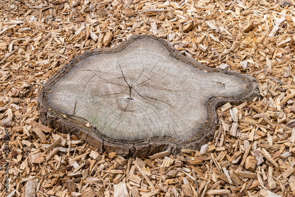 Textura, tronco de árbol cortado al ras del suelo y con cortezas secas ...