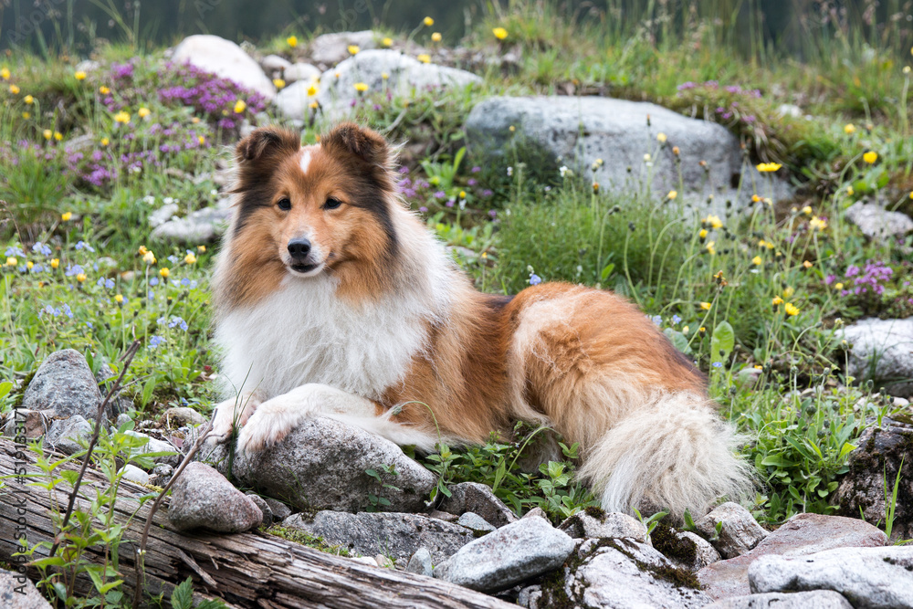 Cute, fur sable white shetland sheepdog, small collie outdoor portrait with traditional mountain ...