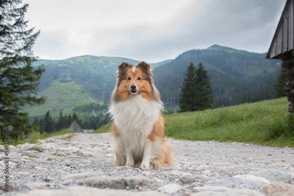 Cute, fur sable white shetland sheepdog, small collie outdoor portrait ...