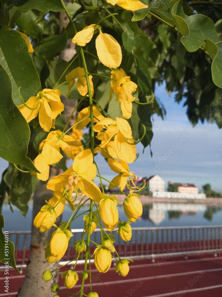 tree on the beach,Ratchaphruek Khun Lom Laeng is a flowering plant in ...