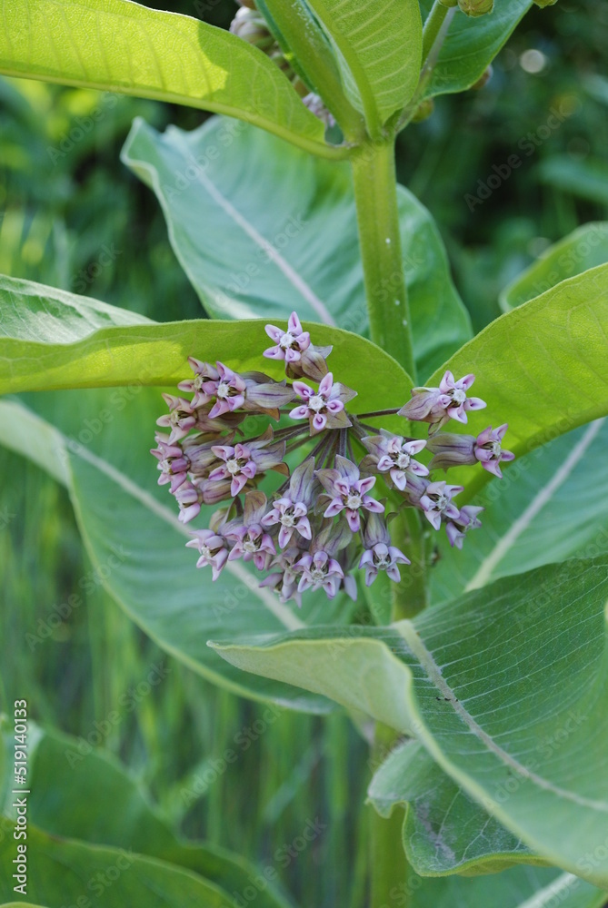 The early stage of a flowering milkweed plant in mid to late spring ...