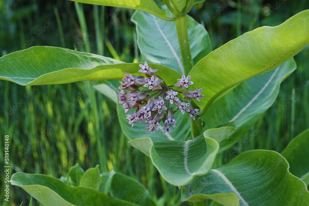 The early stage of a flowering milkweed plant in mid to late spring ...