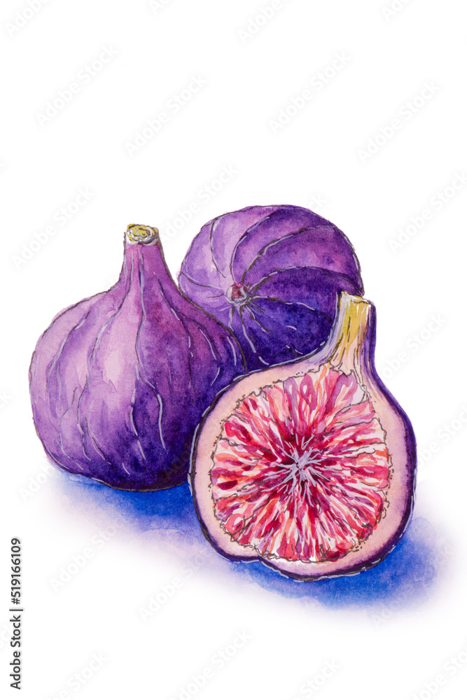 Watercolor fig fruit hand drawn illustration. Clipart elements isolated ...