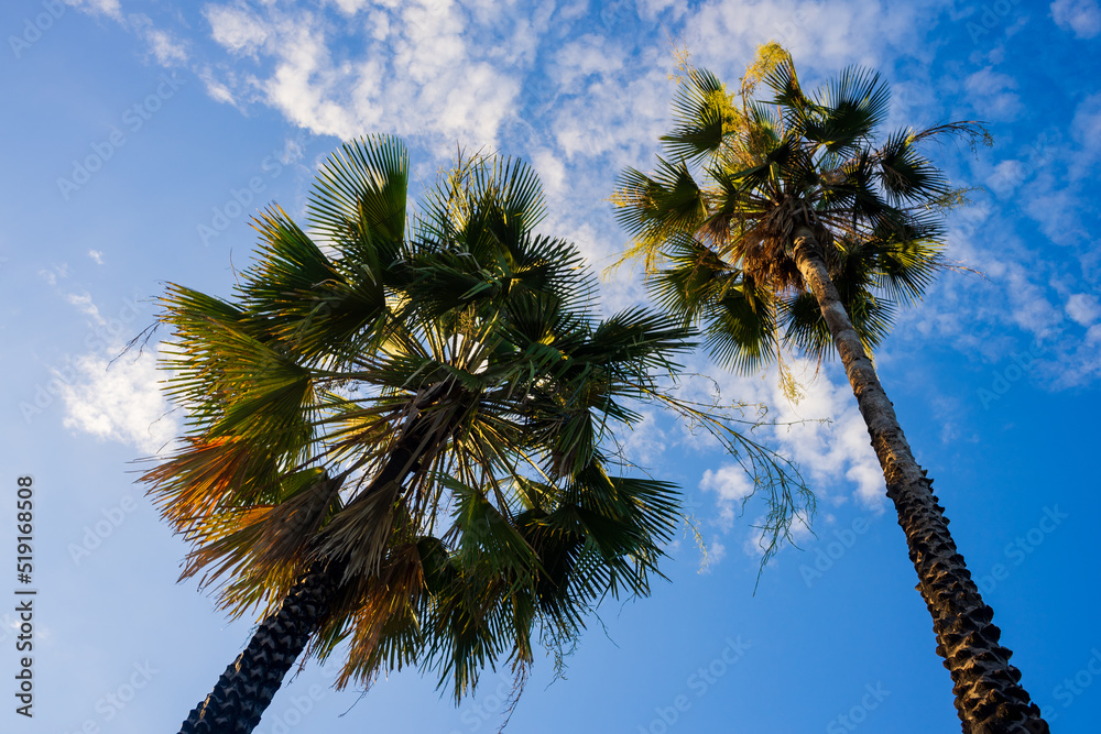 carnauba (copernicia prunifera) is a species of palm native to ...