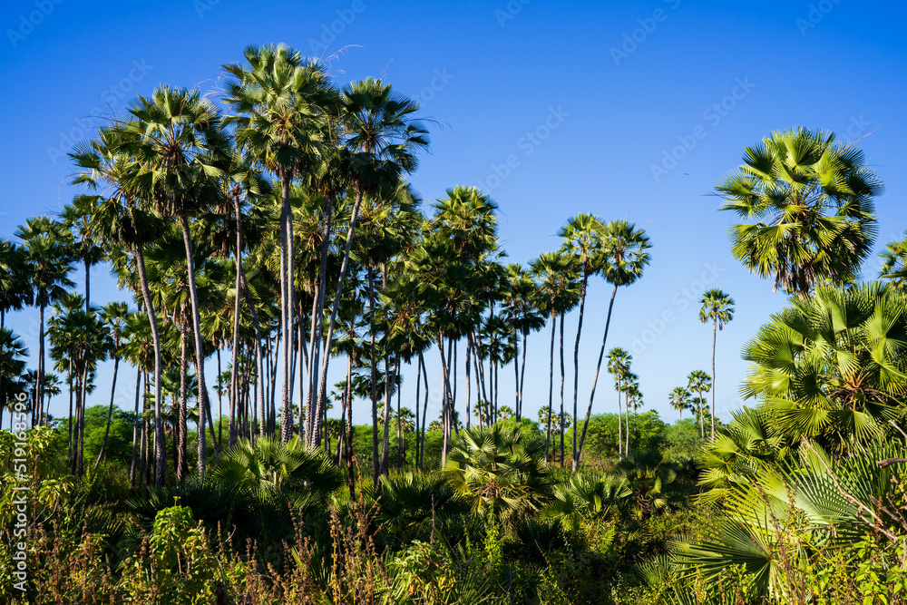carnauba palm or carnaubeira or copernicia prunifera - palmtree native ...