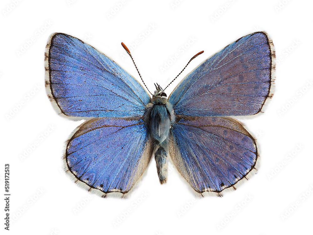 The Adonis blue (Lysandra bellargus, also known as Polyommatus bellargus) isolated on white ...