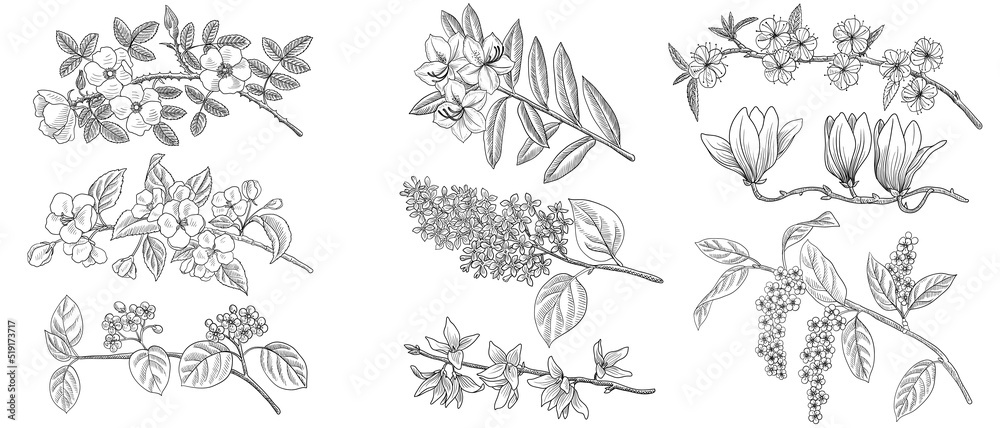 vector drawing flowering branches of different trees with flowers and ...