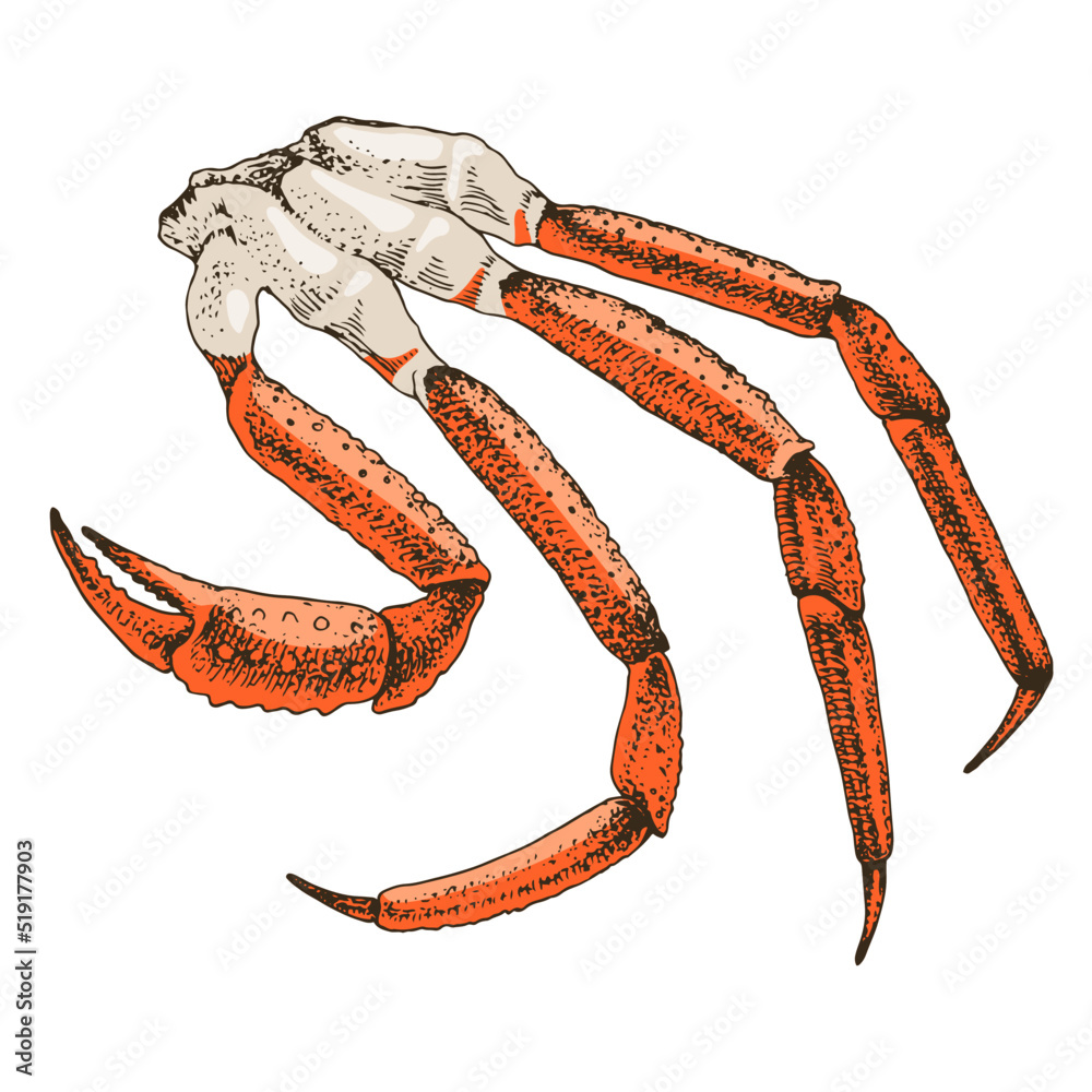 King crab legs. Sea delicacies Stock Vector | Adobe Stock