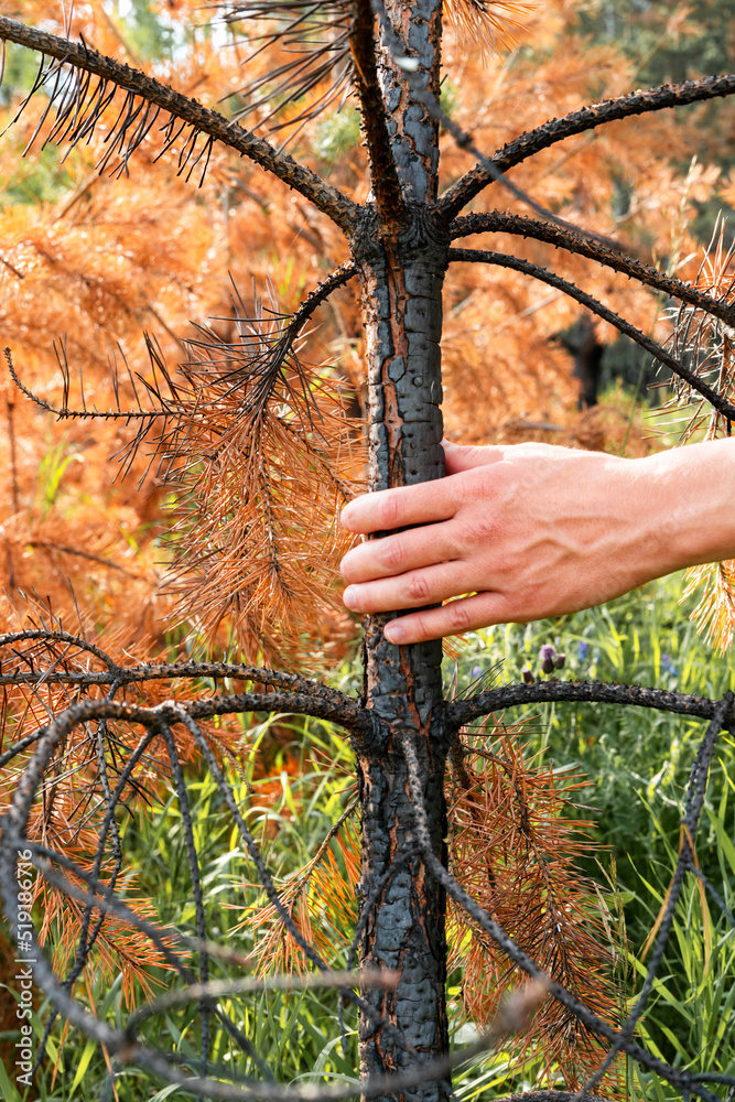 Male hand touching the trunk of burnt pine tree in yellow orange crown ...