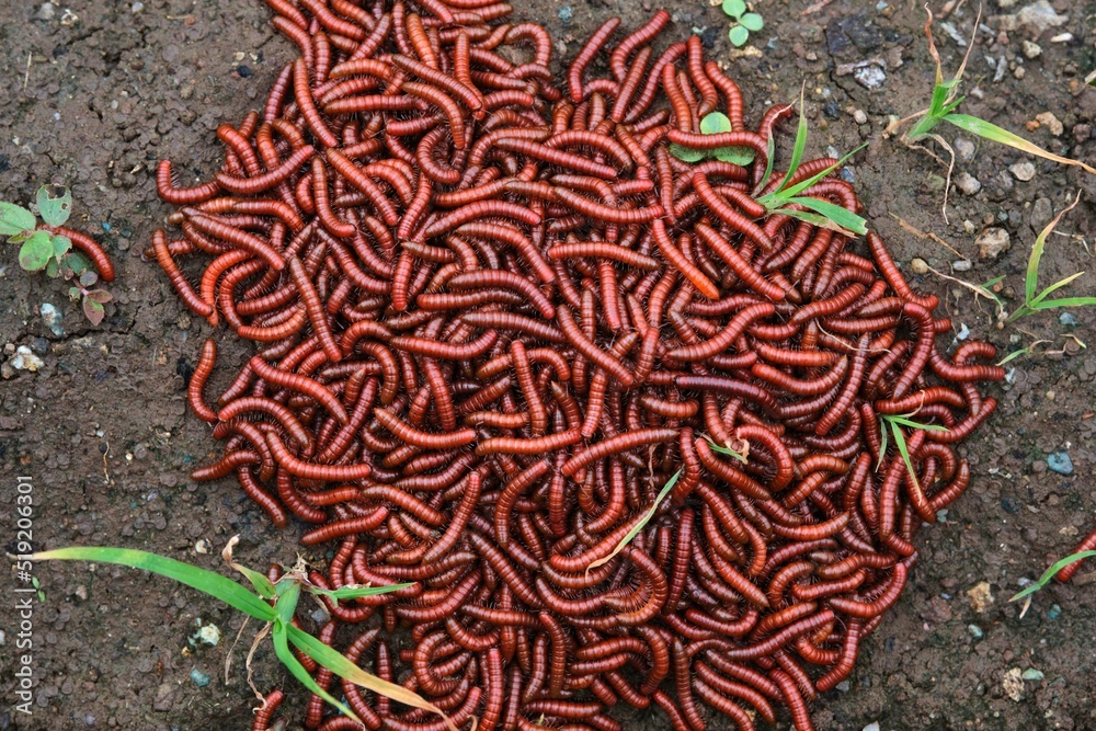 Red millipidae, Trigoniulus Corallinus, group of millipedes in Farm ...