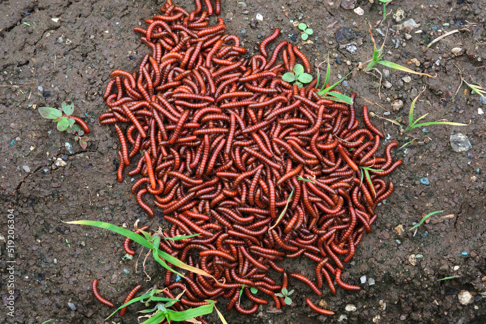 Red millipidae, Trigoniulus Corallinus, group of millipedes in Farm ...