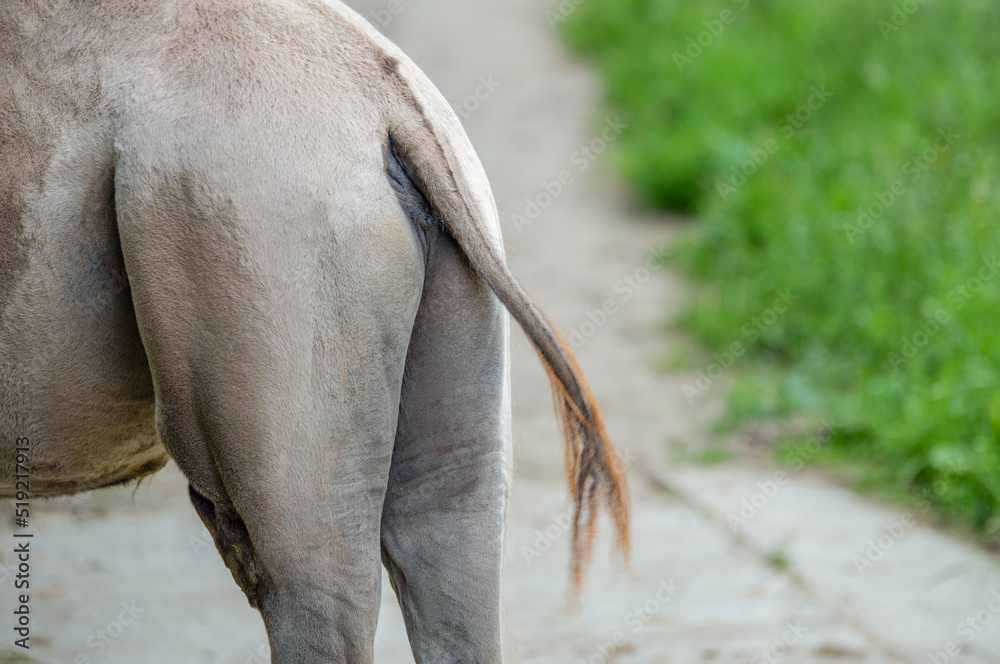 Camel tail close up. The camel is standing, waving its tail. Back view ...