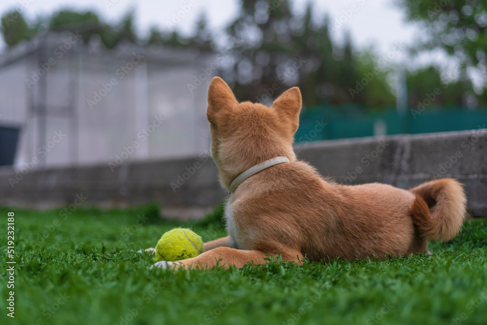 cachorro de perro japonés de raza shiba inu, jugando con una pelota y ...